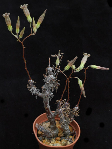 Tylecodon striatus (Groovy Butterbush) - World of Succulents