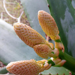 Aloe capitata - World of Succulents
