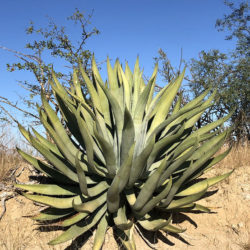 Agave aurea (Baja California Sur Century Agave) - World of Succulents