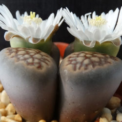 Lithops hallii (Living Stones) - World of Succulents