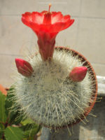 Mammillaria senilis - World of Succulents