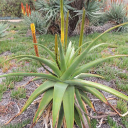 Aloe alooides (Graskop Aloe) - World of Succulents