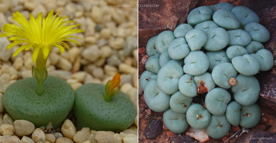 Conophytum flavum (Yellow Cone Plant) - World of Succulents
