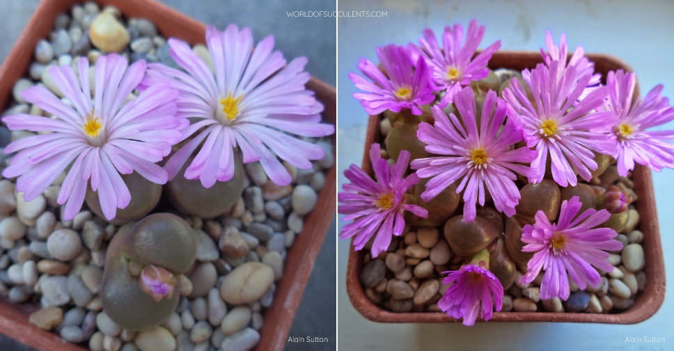 Conophytum praesectum - World of Succulents