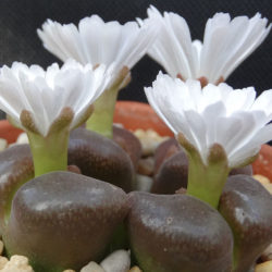 Conophytum praesectum - World of Succulents