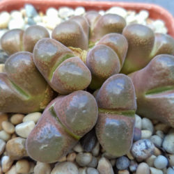 Conophytum praesectum - World of Succulents