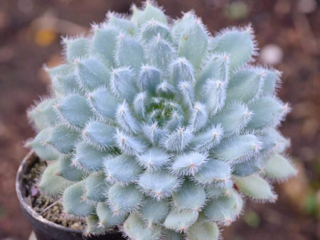 Echeveria setosa var. minor - World of Succulents
