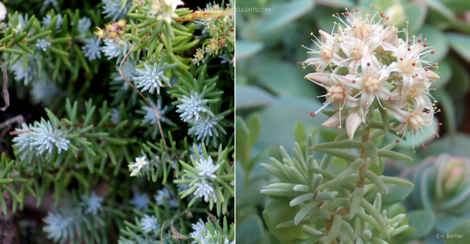 Sedum griseum (Gray Sedum) - World of Succulents