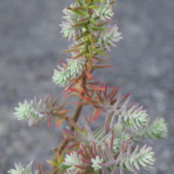 Sedum griseum (Gray Sedum) - World of Succulents