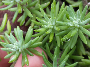 Sedum griseum (Gray Sedum) - World of Succulents