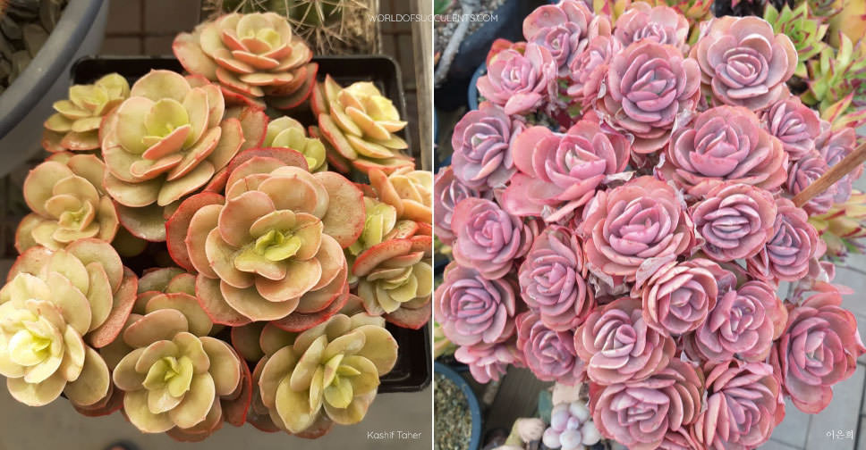 Echeveria 'Suyon' - World of Succulents