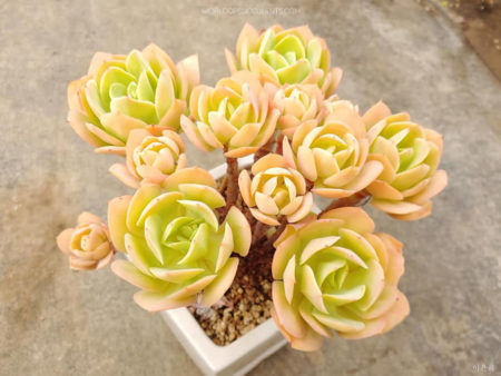 Echeveria 'Suyon' - World of Succulents