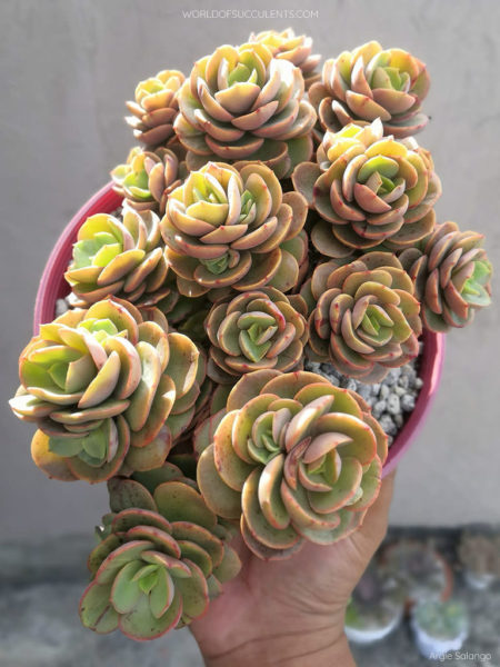 Echeveria 'Suyon' - World of Succulents