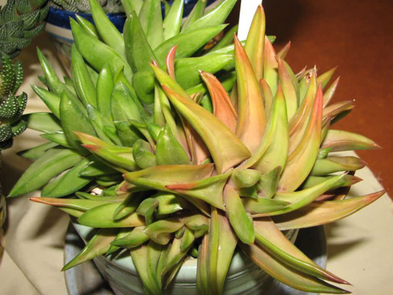 Haworthiopsis scabra var. lateganiae - World of Succulents