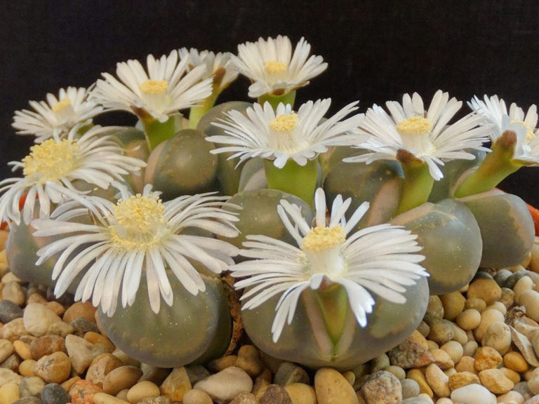 Lithops villetii - World of Succulents
