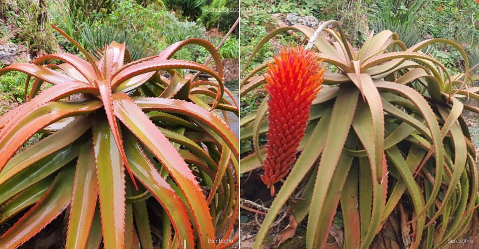 Aloe decurva (Mount Zembe Aloe) - World of Succulents