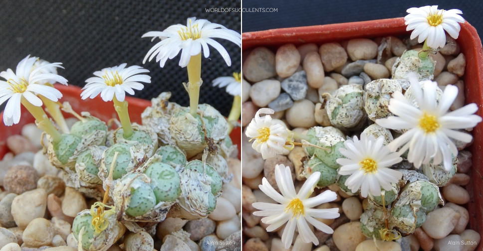 Conophytum fraternum - World of Succulents