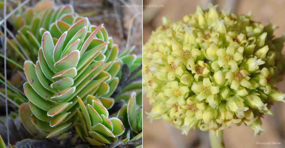 Crassula ciliata (Frill Stonecrop) - World of Succulents