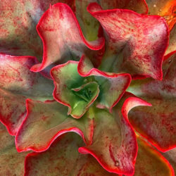 Echeveria 'Kissing' - World of Succulents