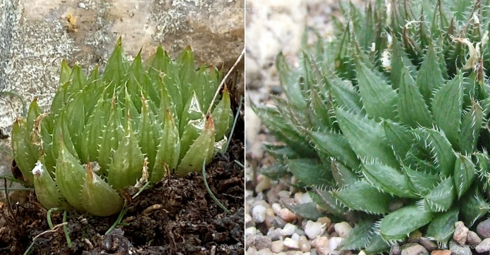 Haworthia decipiens var. minor - World of Succulents