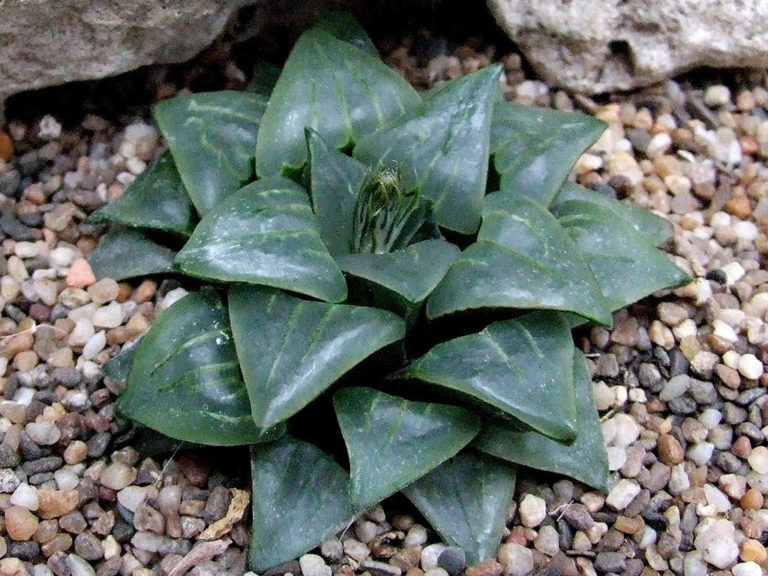 Haworthia retusa var. nigra - World of Succulents