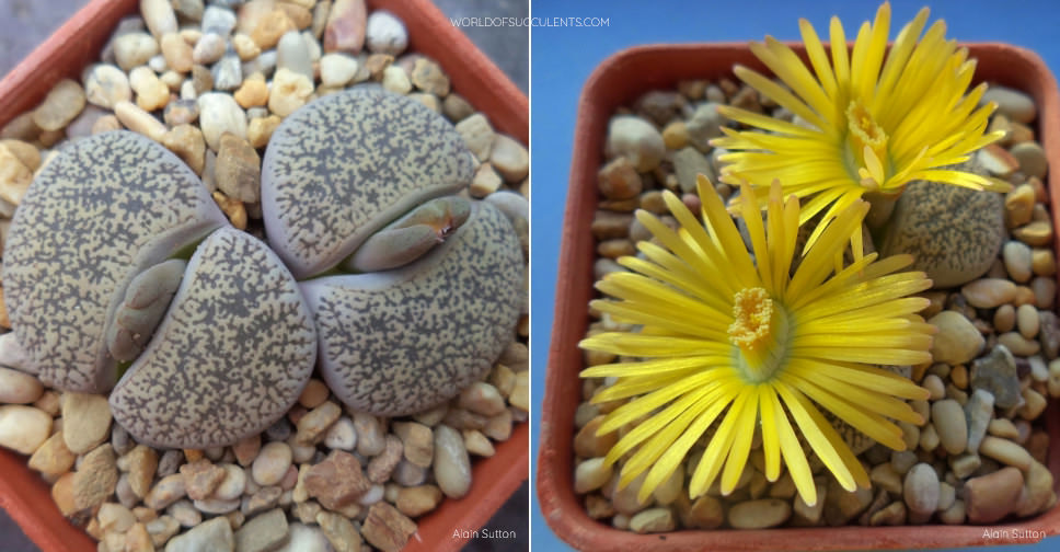 Lithops lesliei var. venteri - World of Succulents