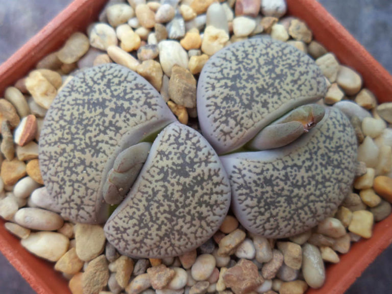 Lithops lesliei var. venteri - World of Succulents