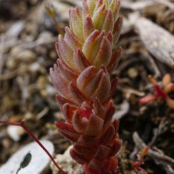 Sedum aetnense - World of Succulents