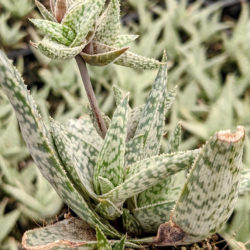 Aloe 'White Beauty' - World of Succulents