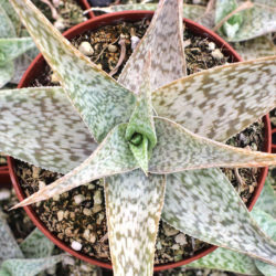 Aloe 'White Beauty' - World of Succulents