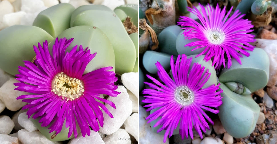 Argyroderma delaetii - World of Succulents
