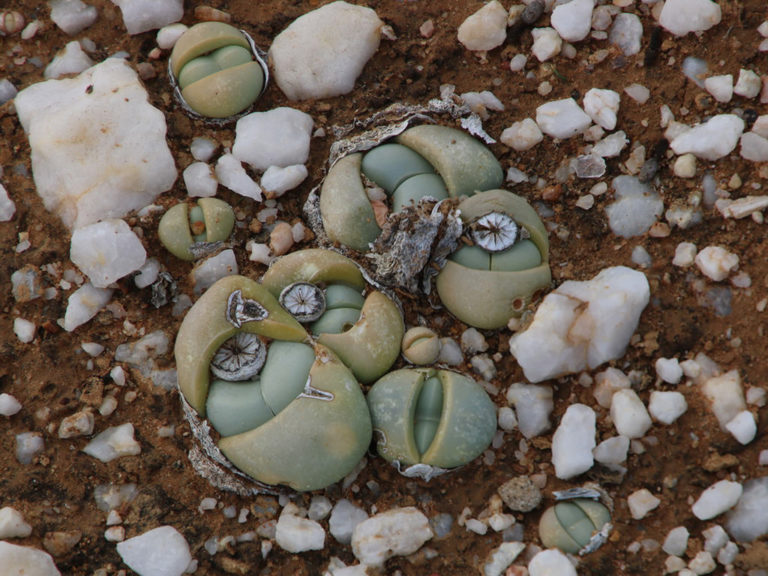 Argyroderma delaetii - World of Succulents