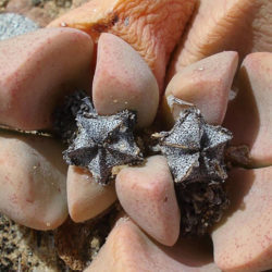 Bijlia dilatata - World of Succulents