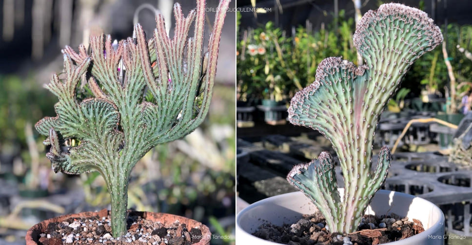 Cereus spegazzinii 'Cristatus' - World of Succulents