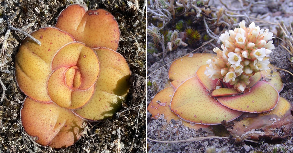 Crassula compacta - World of Succulents