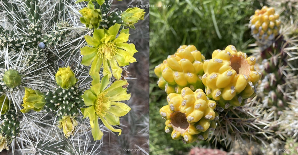 Cylindropuntia whipplei (Whipple Cholla) - World of Succulents