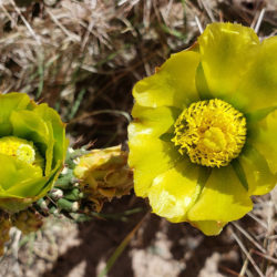Cylindropuntia whipplei (Whipple Cholla) - World of Succulents