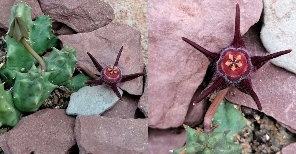 Duvalia caespitosa subsp. vestita - World of Succulents