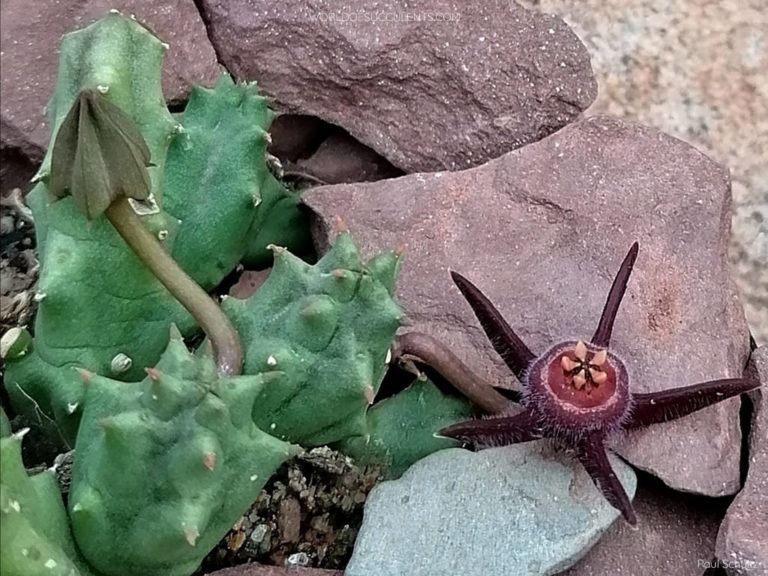 Duvalia caespitosa subsp. vestita - World of Succulents