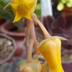 Echeveria 'Hercules' - World of Succulents