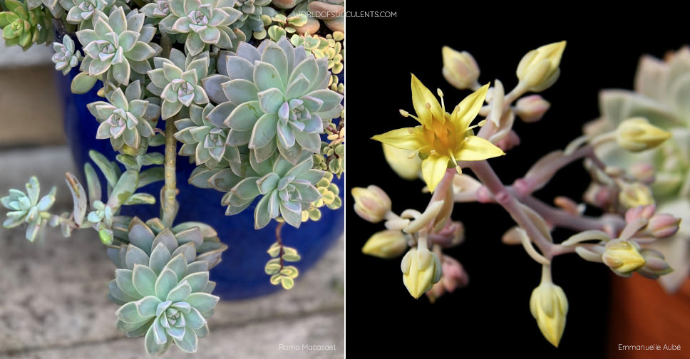 ×Graptosedum 'Ghosty' - World of Succulents