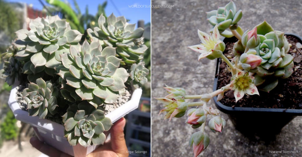 ×Graptoveria 'Margarete Reppin' - World of Succulents