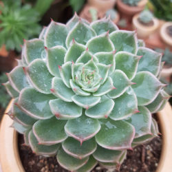 ×Graptoveria 'Margarete Reppin' - World of Succulents