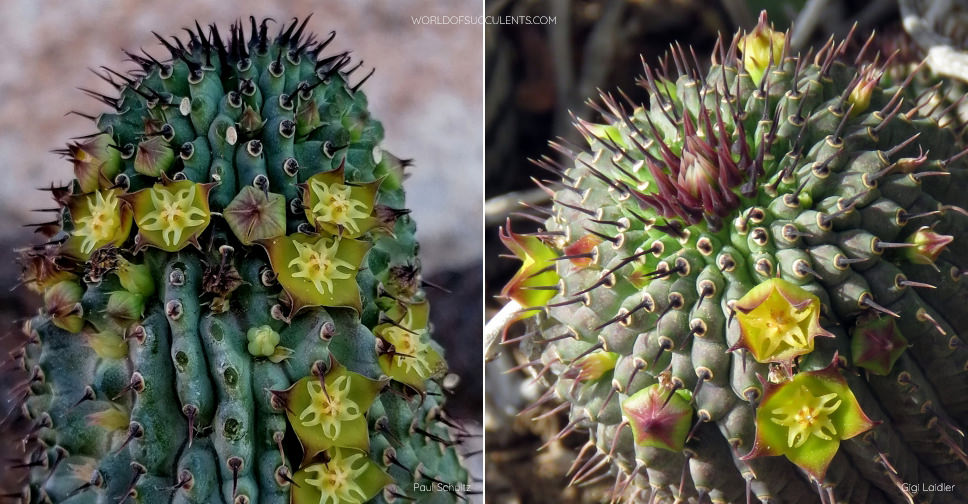 Hoodia flava (Yellow-flowered Ghaap) - World of Succulents