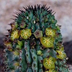 Hoodia flava (Yellow-flowered Ghaap) - World of Succulents