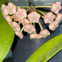 Hoya meliflua - World of Succulents