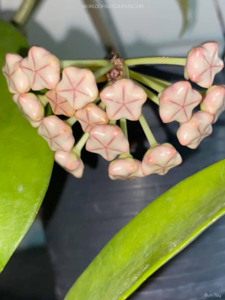 Hoya meliflua - World of Succulents