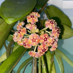 Hoya meliflua - World of Succulents