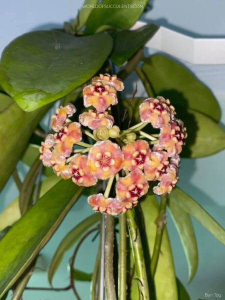 Hoya meliflua - World of Succulents