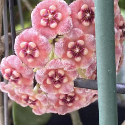 Hoya meliflua - World of Succulents
